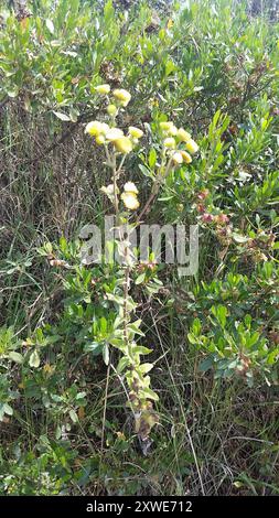 Stinking Everlasting (Helichrysum foetidum) Plantae Stock Photo - Alamy