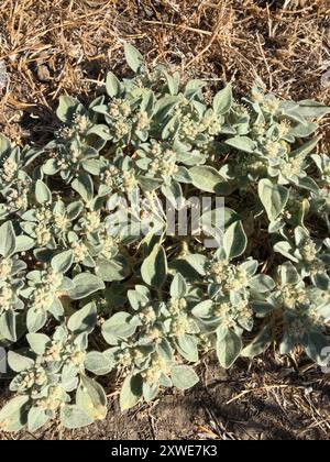 turkey mullein (Croton setiger) Plantae Stock Photo - Alamy