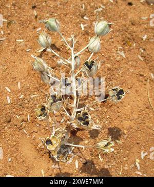 Thick Slime-lily (Albuca setosa) Plantae Stock Photo - Alamy