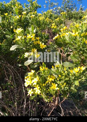 Bietou (Osteospermum moniliferum) Plantae Stock Photo - Alamy