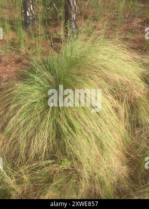 African love grass (Eragrostis curvula) Plantae Stock Photo - Alamy