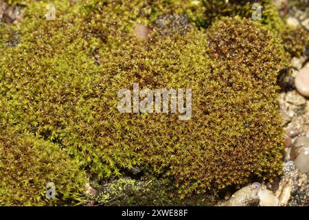 Twisted Moss (Tortella tortuosa) Plantae Stock Photo - Alamy