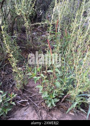 shrubby copperleaf (Acalypha phleoides) Plantae Stock Photo - Alamy