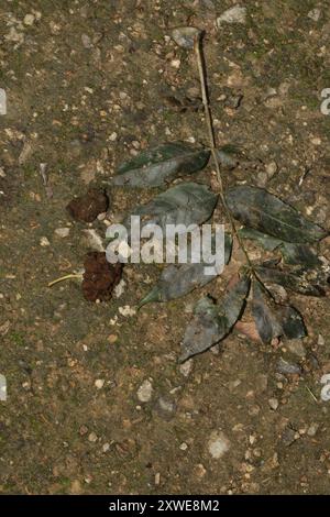 Ash Key Gall Mite (Aceria fraxinivora) Arachnida Stock Photo - Alamy