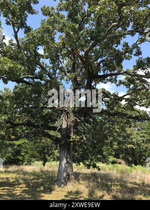 post oak (Quercus stellata) Plantae Stock Photo - Alamy