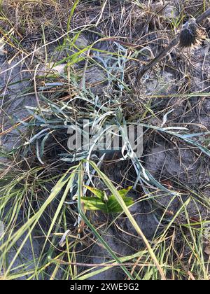 Pitcher's thistle (Cirsium pitcheri) Plantae Stock Photo - Alamy