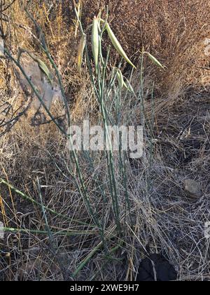 rush milkweed (Asclepias subulata) Plantae Stock Photo - Alamy