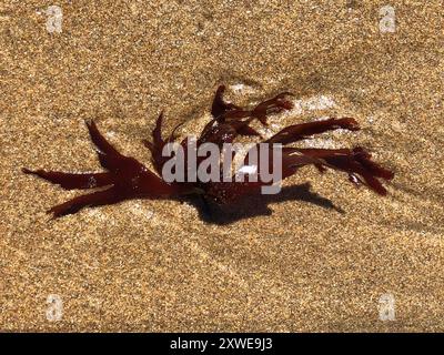 (Callophyllis violacea) Plantae Stock Photo - Alamy