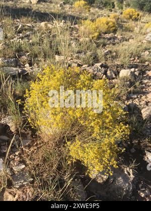 sticky snakeweed (Gutierrezia microcephala), Plantae, Grand Canyon ...