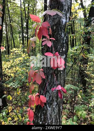 thicket creeper (Parthenocissus inserta) Plantae Stock Photo - Alamy