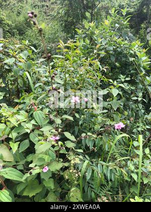 Caesar weed (Urena lobata) Plantae Stock Photo - Alamy