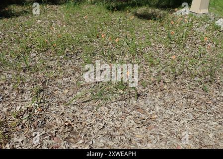 Two-leaved Cape tulip (Moraea miniata) Plantae Stock Photo - Alamy
