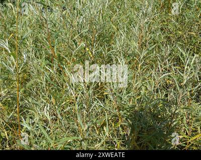 interior sandbar willow (Salix interior) Plantae Stock Photo - Alamy