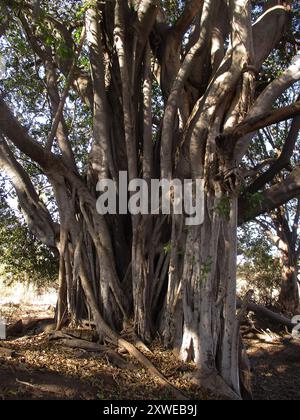 Common Wild Fig (Ficus burkei) Plantae Stock Photo - Alamy