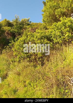 Bietou (Osteospermum moniliferum) Plantae Stock Photo - Alamy