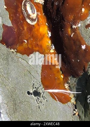 encrusting red algae (Mastocarpus) Plantae Stock Photo - Alamy