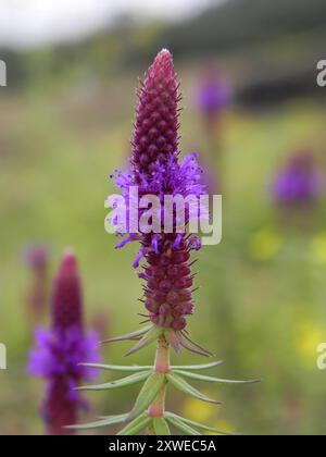 jambhli manjiri (Pogostemon deccanensis) Plantae Stock Photo - Alamy