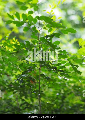 Orange Jasmine (Murraya paniculata) Plantae Stock Photo - Alamy