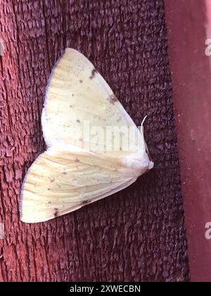 Sulphur Moth (Hesperumia sulphuraria), Insecta, Maple Creek No. 111, SK ...