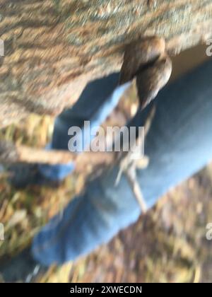 Mangrove Periwinkle (Littoraria angulifera) Mollusca Stock Photo - Alamy