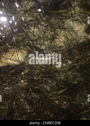 Needlefishes (Belonidae) Actinopterygii Stock Photo - Alamy