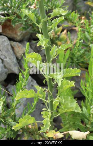Chimney Bellflower (Campanula pyramidalis) Plantae Stock Photo - Alamy