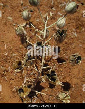 Thick Slime-lily (Albuca setosa) Plantae Stock Photo - Alamy