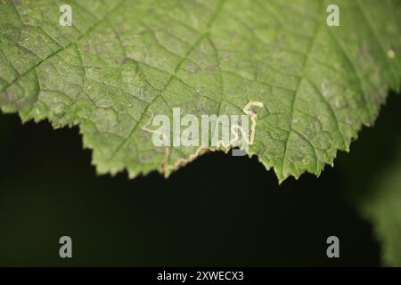 Hazel Leafminer Moth (Stigmella microtheriella) Insecta Stock Photo - Alamy
