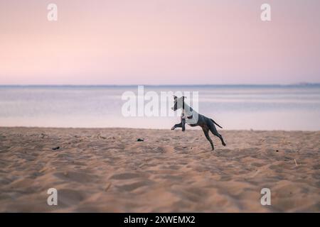 A Whippet runs with abandon along a beach, its lean frame captured in ...