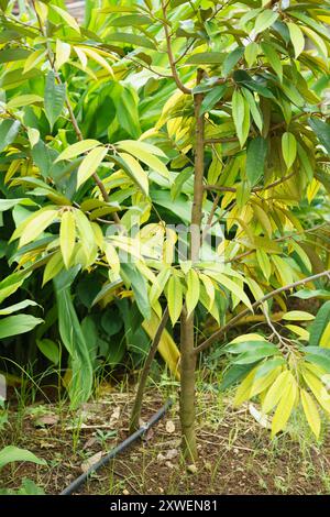 Planting durian trees and strengthening the roots of durian trees with ...