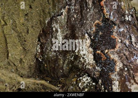 Phytophthora Canker Phytophthora canker is another serious disease that ...