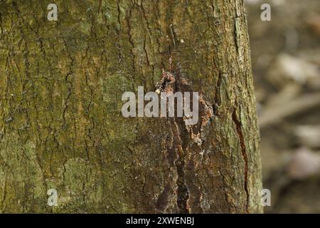 Phytophthora Canker Phytophthora canker is another serious disease that ...