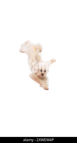 Furry Maltese, playful purebred, active pet jumping in mid-air against ...