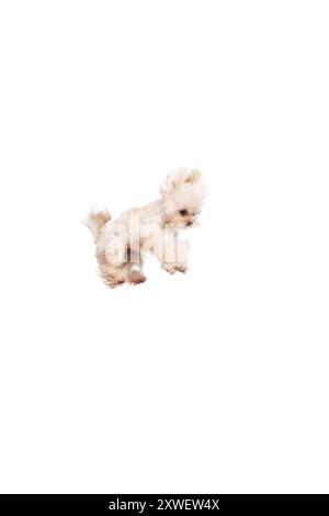 Furry Maltese, playful purebred, active pet jumping in mid-air against ...
