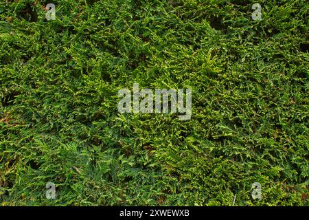 Thuja fence green grass textured background Stock Photo - Alamy