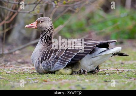 Greylag goose and gosling hiding under its mother's wings Stock Photo ...