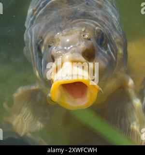 Hungry common carp (Cyprinus carpio) with big open mouth, eating ...