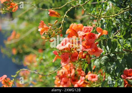 Chinese trumpet vine flowers bloom in Huai'an City, east China's ...