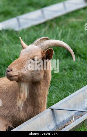 Golden Guernsey goat (Capra hircus). This is a rare breed of dairy goat ...
