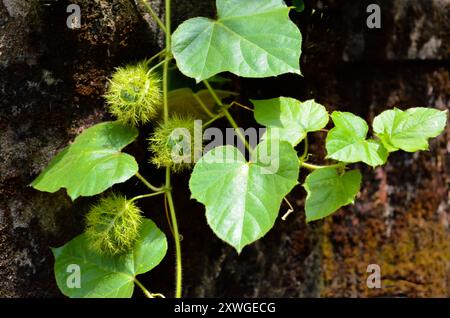 Bush passion fruit also known as stinking passionflower or wild ...