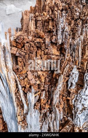 Termite Damage on Fallen Tree Stock Photo - Alamy