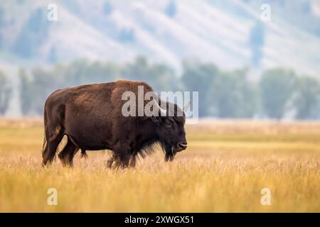 A Portrait Telephoto Picture of a Bison in the Prairie Stock Photo - Alamy