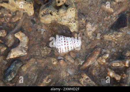 Cone snail shell on beach, Fiji Stock Photo - Alamy