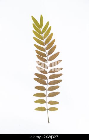 top view of honey locust tree isolated on white background Stock Photo ...