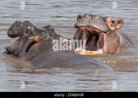 Toothless Hippopotamuses fighting, Retima Hippo Pool, Central Serengeti ...