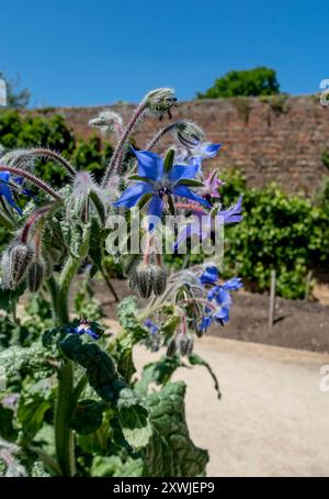 Common Borage flower plants growing in the field Stock Photo - Alamy