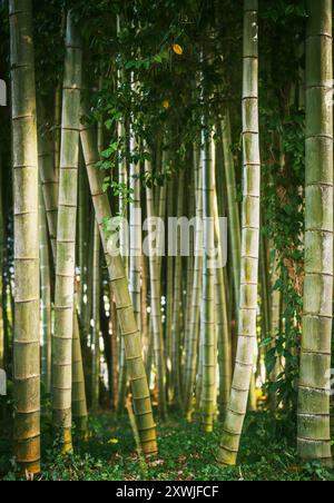 A lush bamboo forest with towering green bamboo stalks forming a ...