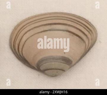 Elliptical Trough Shell (Spisula elliptica) Mollusca Stock Photo - Alamy