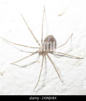 Recluse Spiders (Loxosceles) Arachnida Stock Photo - Alamy