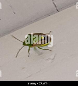 Oriental Stink Bug (Plautia stali Stock Photo - Alamy